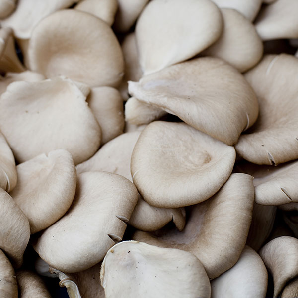 Pleurotes à la crème