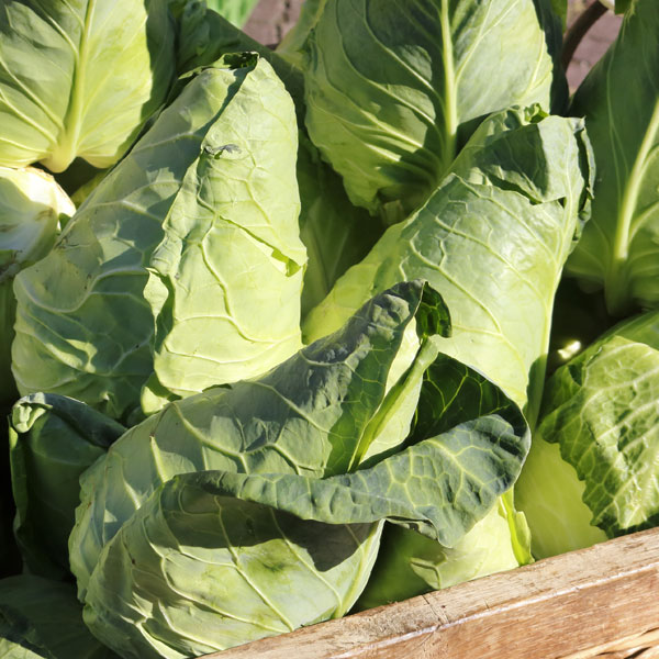Chou pointu en crudités