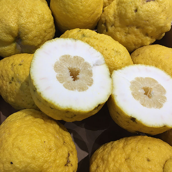 Citron Cédrat à la sicilienne