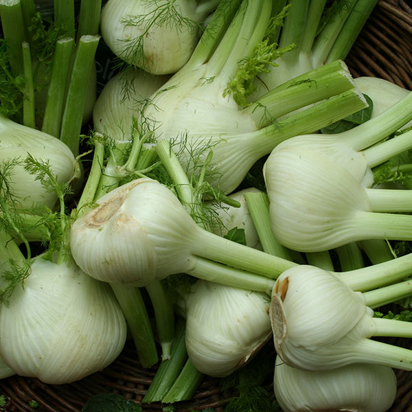 Fenouil grillé à la poêle